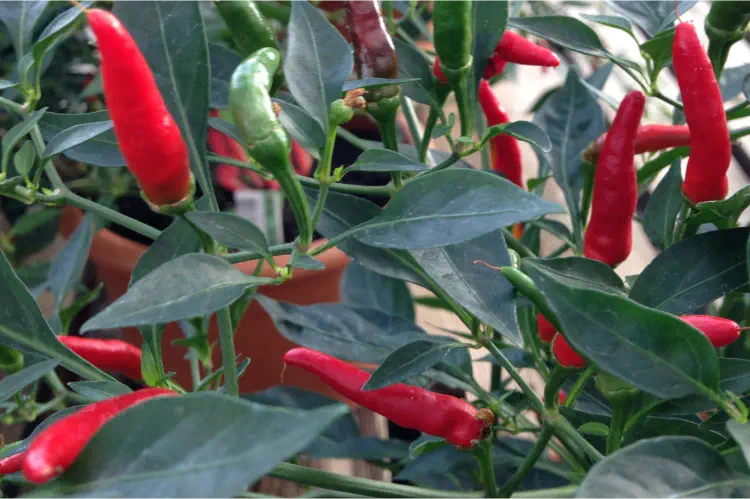 From Mild to Wild, The Different Types of Chillies, and Popular Chilli Varieties.